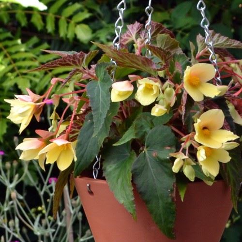 Terracotta Cone Hanging Planters | Terracotta.uk.com | Hand-made UK ...