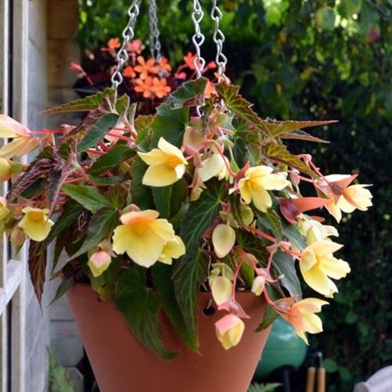 Terracotta Cone Hanging Planters | Terracotta.uk.com | Hand-made UK ...