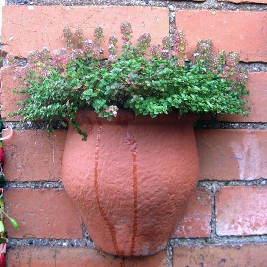 Rustic Wallpot | Terracotta.uk.com | Hand-made UK Terracotta Production