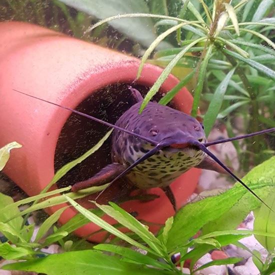 fish tube | Terracotta.uk.com | Hand-made UK Terracotta Production