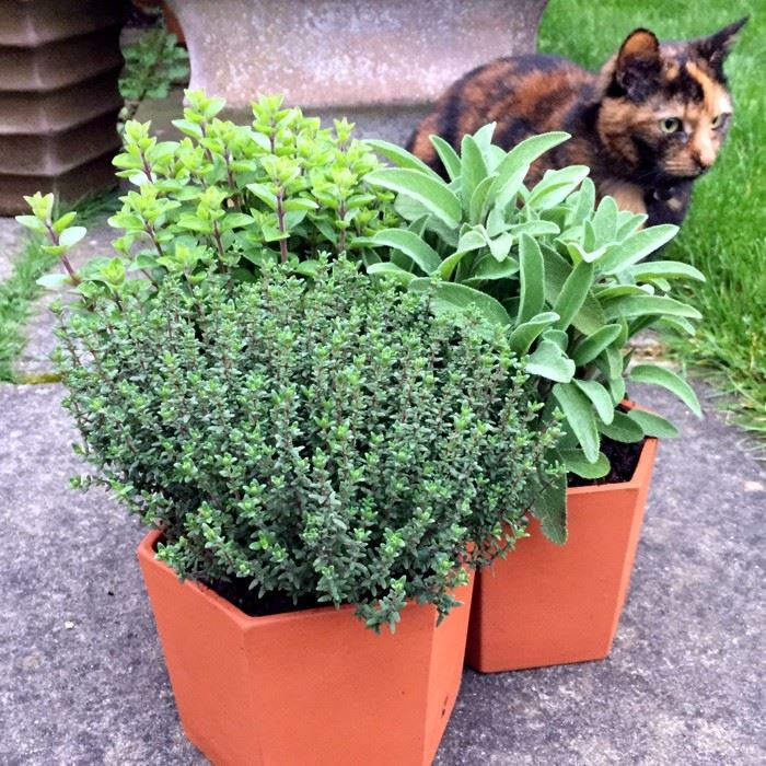 Hexagonal Herb Pots | Terracotta.uk.com | Hand-made UK Terracotta ...