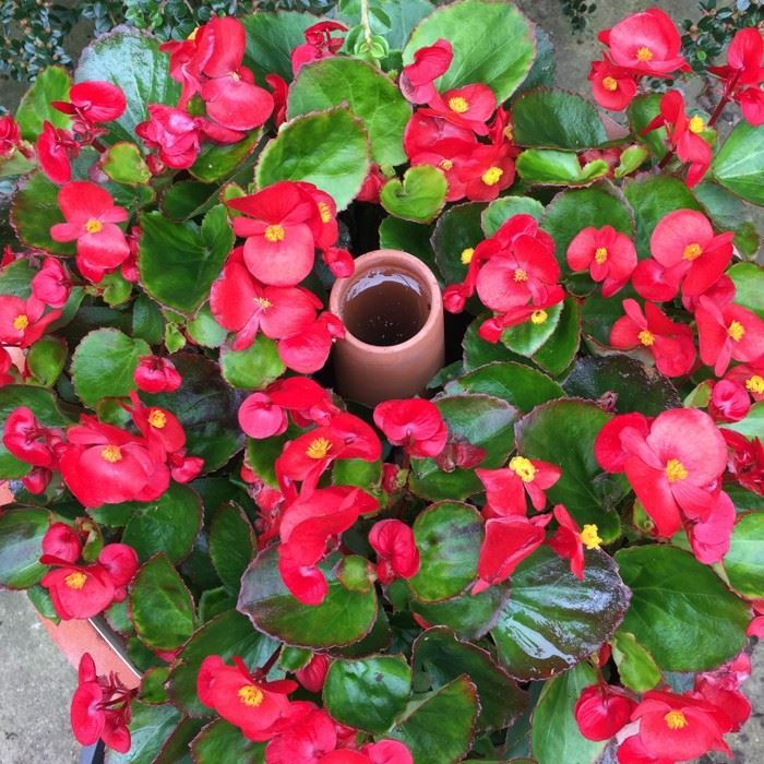 'Olla' Terracotta Irrigation Pot | Terracotta.uk.com | Hand-made UK ...