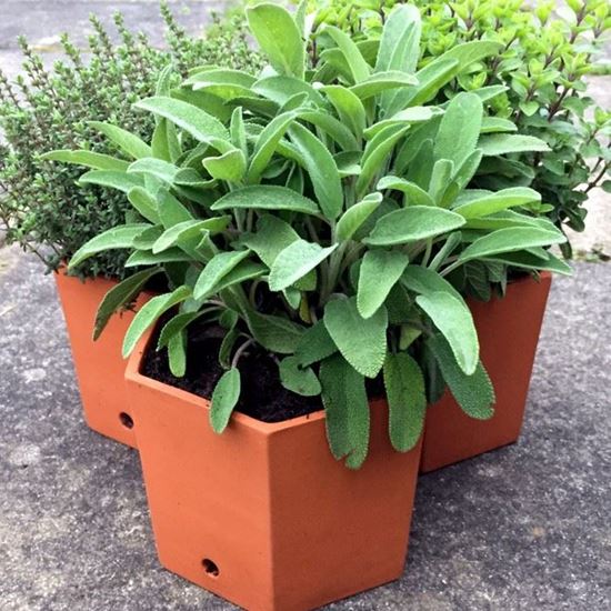 Hexagonal Herb Pots | Terracotta.uk.com | Hand-made UK Terracotta ...
